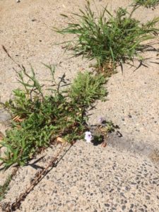 Breaking Through (?) – Patricia Wild